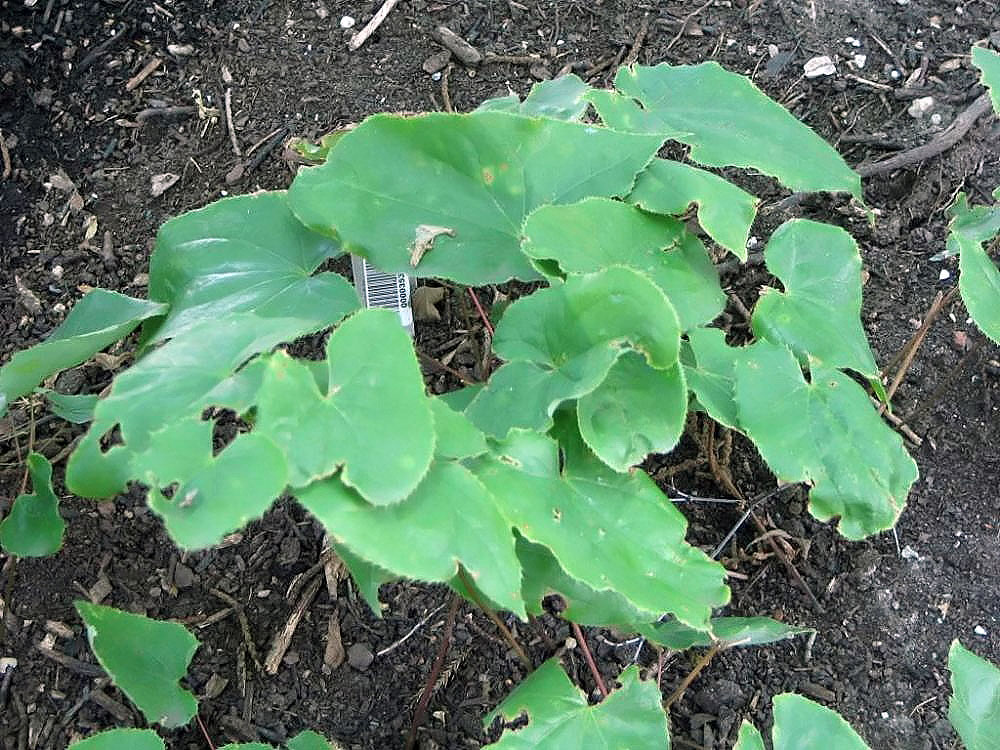 The Benefits of Horny Goat Weed as an Aphrodisiac - Eat Something Sexy